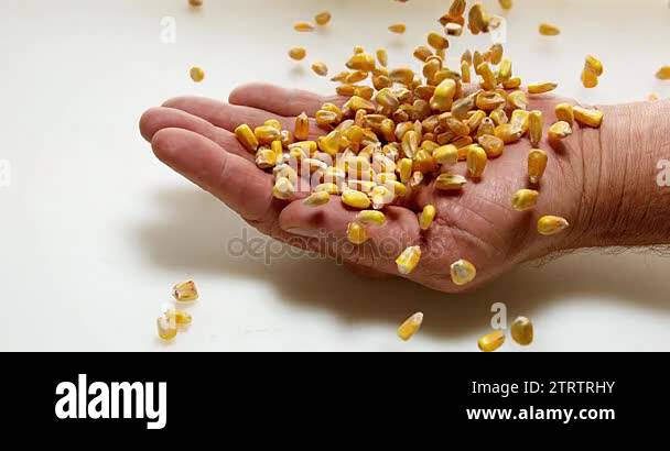 Corn, zea mays falling into Hand against White Background, Slow motion ...