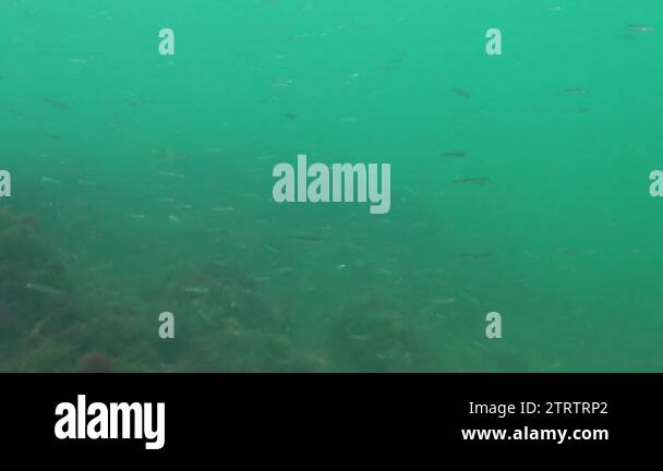 Black Sea big-scale sand smelt (Atherina pontica) among the seaweed ...