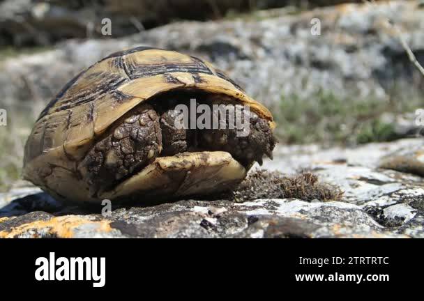 Tortoise shell scales Stock Videos & Footage - HD and 4K Video Clips ...