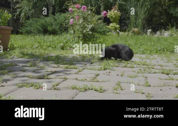 Homeless poor nature wildlife Stock Videos & Footage - HD and 4K Video ...