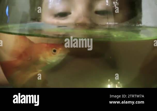 Boy with a fish Stock Videos & Footage - HD and 4K Video Clips - Alamy