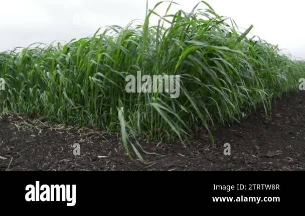 Livestock fodder crop Stock Videos & Footage - HD and 4K Video Clips ...