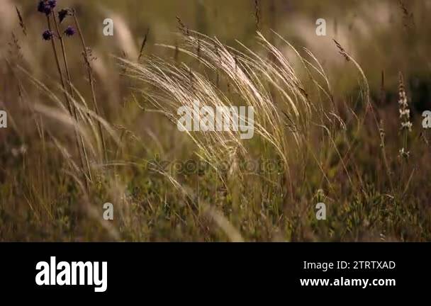 Flowering of the herbs field in late spring in the steppes of the Don ...