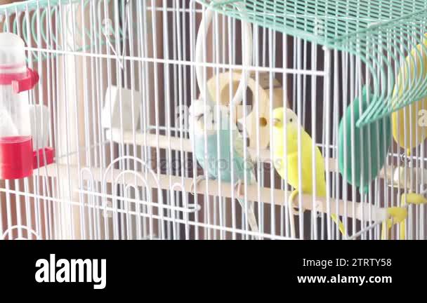 Awaiting Freedom - A Caged Yellow Beautiful Australian Parrot. Big ...