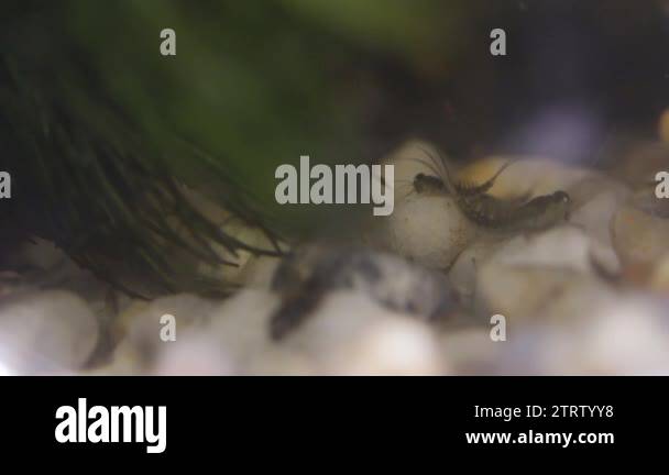 Mayfly larvae Stock Videos & Footage - HD and 4K Video Clips - Alamy