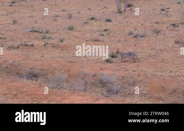 Wild African Cat Caracal Runs Through The Desert With Red Ground In ...