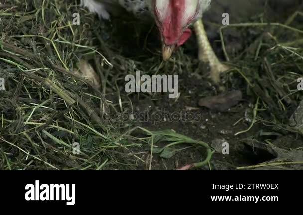 Chicken track Stock Videos & Footage - HD and 4K Video Clips - Alamy