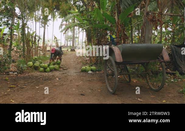 coconut seller chopping stalks from bunches of coconuts with his ...