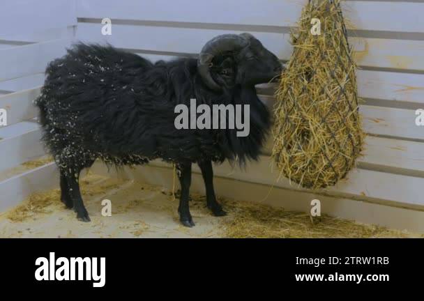 Ram farm mammal color Stock Videos & Footage - HD and 4K Video Clips ...