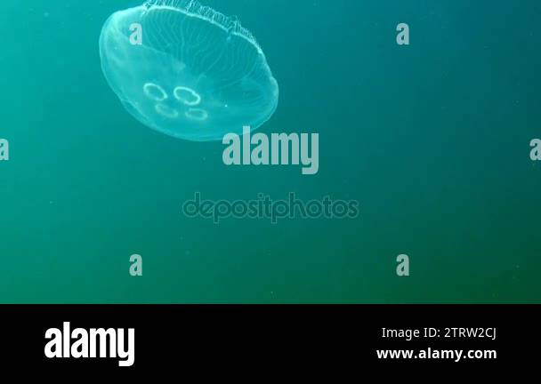 Black Sea fauna. Aurelia aurita ( moon jelly, moon jellyfish, common ...