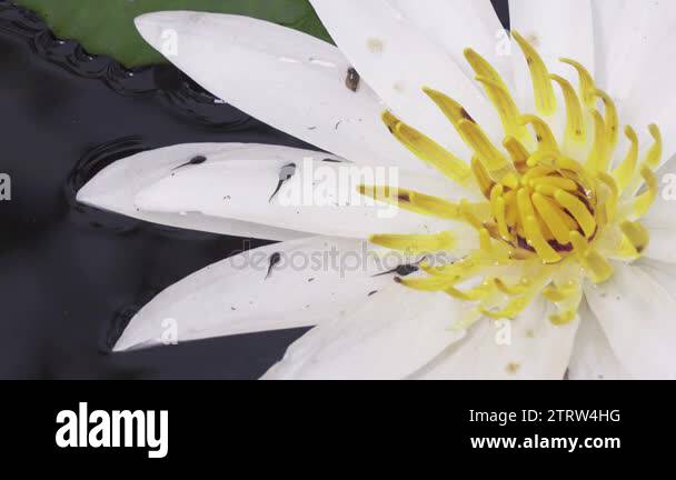 Amphibian flower Stock Videos & Footage - HD and 4K Video Clips - Alamy
