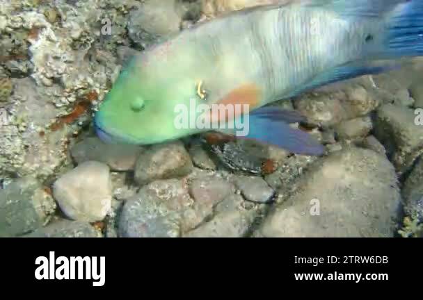 broomtail wrasse fish inhabitant of the coral reef of the Gulf of Eilat ...