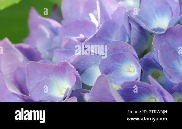 Little hydrangea Stock Videos & Footage - HD and 4K Video Clips - Alamy