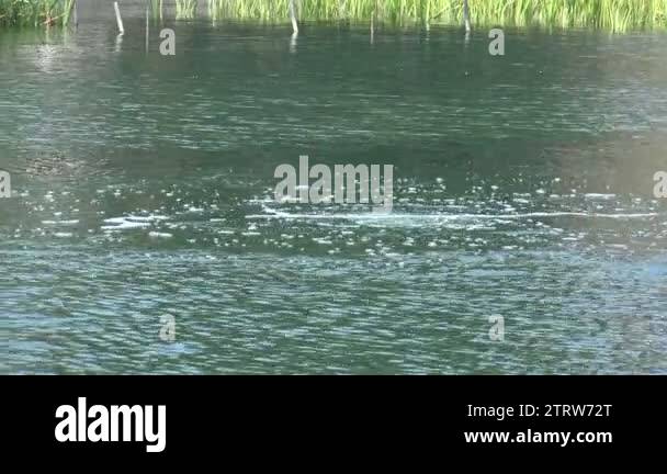 Methane gas bubbling to the surface of a lake built on an old oil field ...