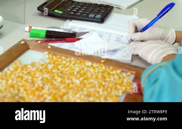 Laboratory research of corn seeds. samples of different species ...