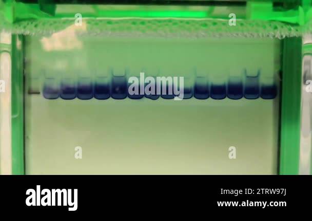 Approach of a scientific experiment of separation of proteins by means ...