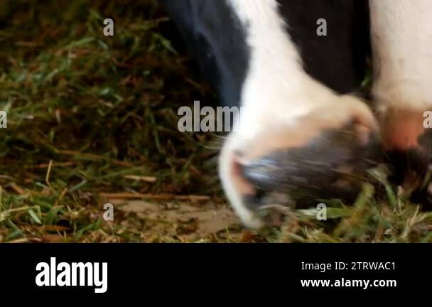 A black cow with white spots stands in the barn and eats grass silage ...