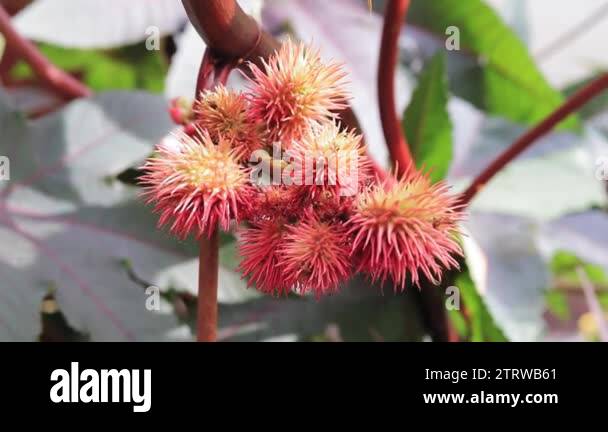 Yellow and red fruits of castor oil plant Ricinus Communis in autumn ...