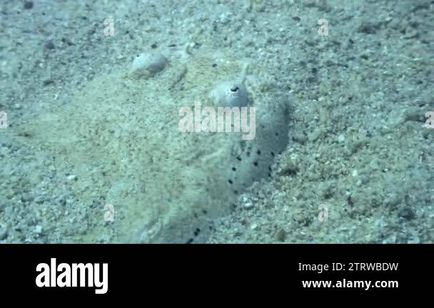 Flatfish masked underwater on sandy bottom in ocean of wildlife ...
