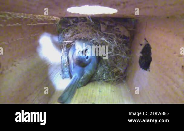 Nest feathers beak titmouse Stock Videos & Footage - HD and 4K Video ...
