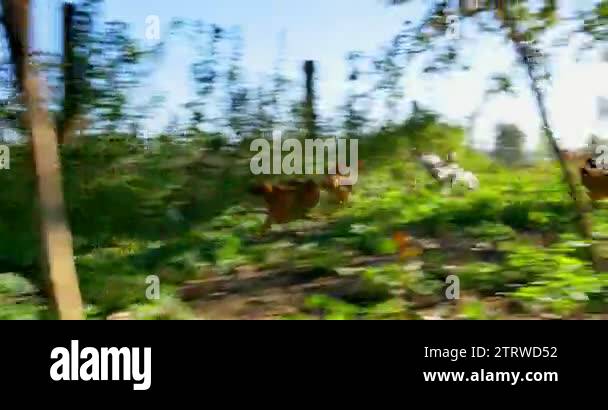 Man chasing chicken Stock Videos & Footage - HD and 4K Video Clips - Alamy