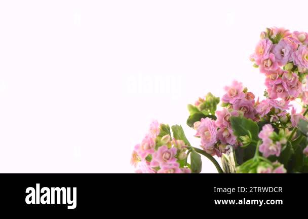 Kalanchoe calandiva flowers Stock Videos & Footage - HD and 4K Video ...