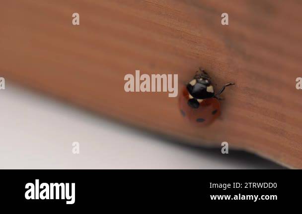 Red ladybug walking on Stock Videos & Footage - HD and 4K Video Clips ...