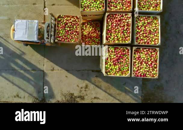 fresh picked apple harvest on farm. small loader, forklift truck ...
