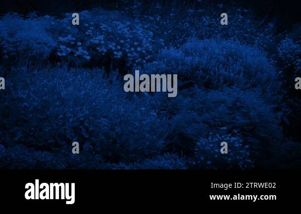 Beautiful garden plants flowers night Stock Videos & Footage - HD and ...