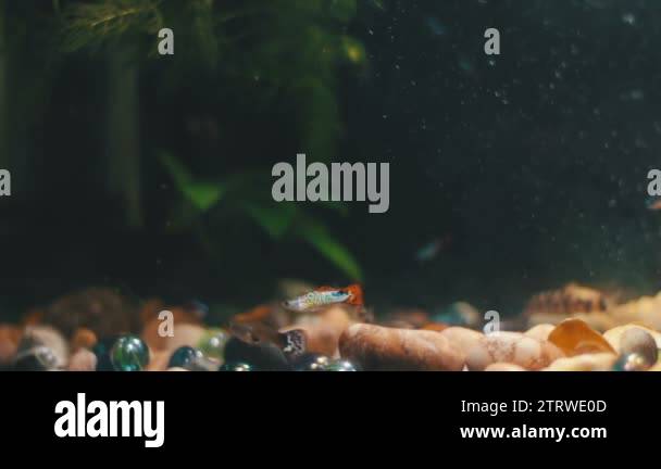 Many beautiful colourful fish with long voile tails and fine in home ...