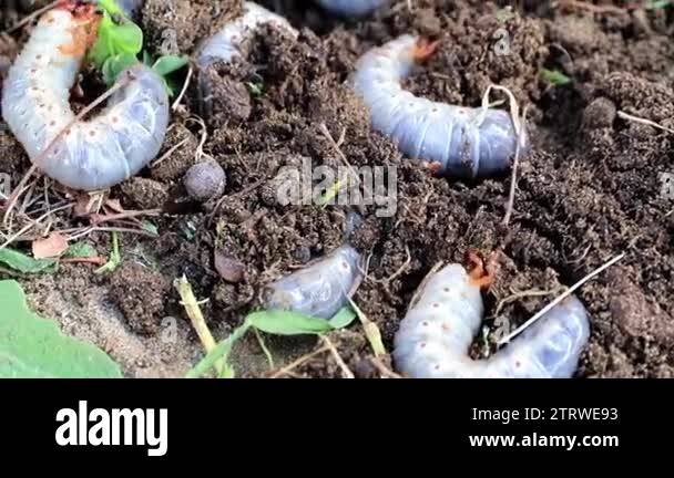 large larvae of garden pest beetles on the surface of the lawn soil Stock Video Footage - Alamy
