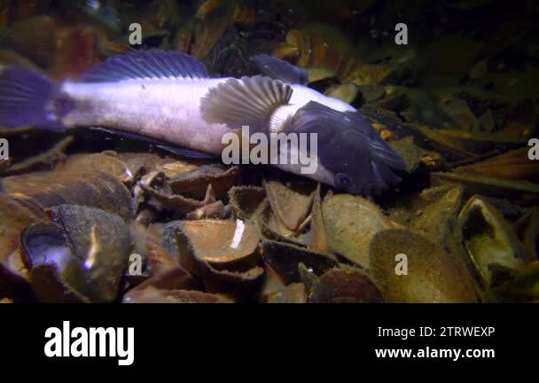 Sea fish round goby neogobius Stock Videos & Footage - HD and 4K Video ...