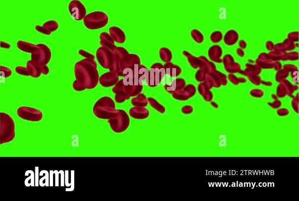 3D rendering animation red blood cells in an artery, flow inside body ...