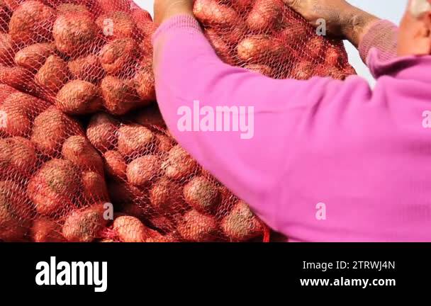 Farmer Loading Sacks of Potatoes into a Tractor Trailer. Potato Farming ...