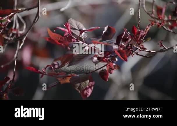 Maroon tree Stock Videos & Footage - HD and 4K Video Clips - Alamy