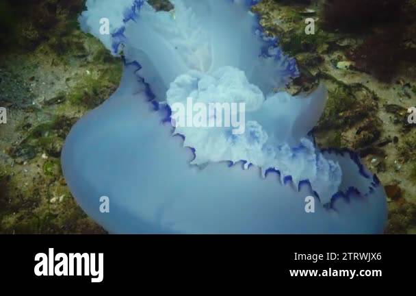 The jellyfish fell to the bottom and dies (Rhizostoma pulmo), commonly ...