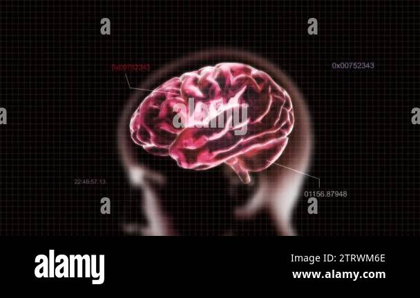 Decoding of red X-ray Brain of biology Stock Video Footage - Alamy