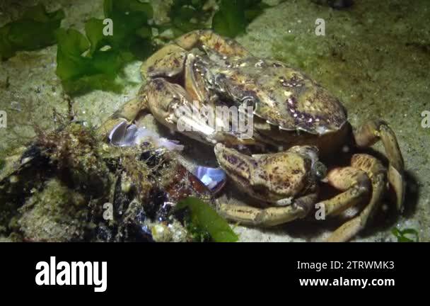 Nutrition of Green crab or Shore crab (Carcinus maenas, Carcinus ...