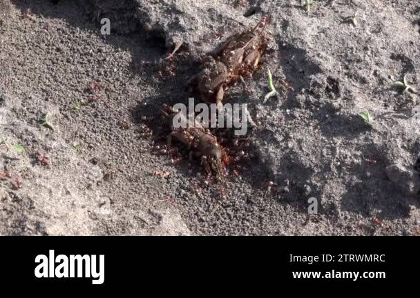 Family of large burrowing insects. Production of formic family. Ants ...