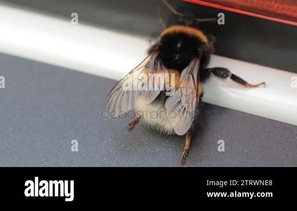 Macro view of bumblebee. White-Tailed Bumblebee Bombus lucorum . A big ...