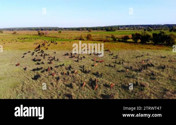 in meadow, on green grassy field, many brown and black pedigree ...