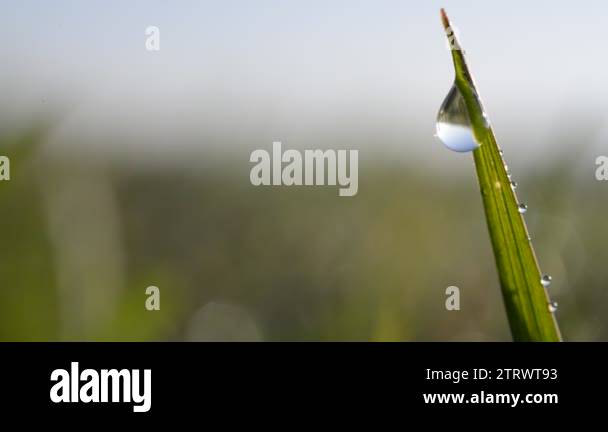 Green grass spring dew Stock Videos & Footage - HD and 4K Video Clips ...