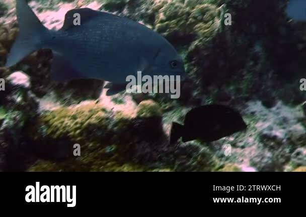 Rudder fish Stock Videos & Footage - HD and 4K Video Clips - Alamy