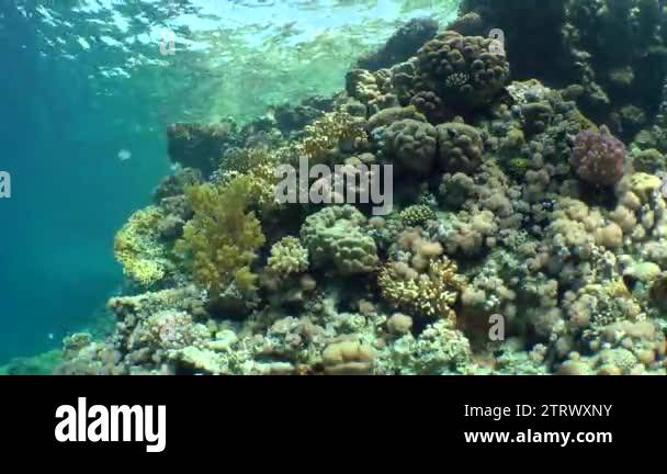 Net Fire Coral (Millepora dichotoma) and various types of bright corals ...