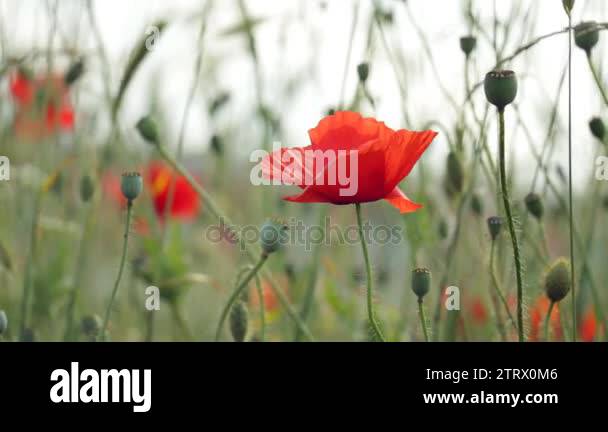 Poppy train Stock Videos & Footage - HD and 4K Video Clips - Alamy