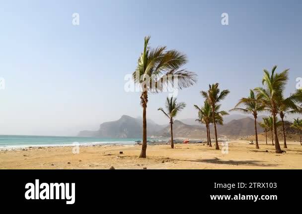 Arabian trees Stock Videos & Footage - HD and 4K Video Clips - Alamy