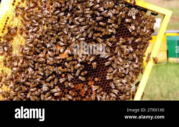 Frames of a bee hive. Beekeeper harvesting honey. Beekeeper Inspecting ...