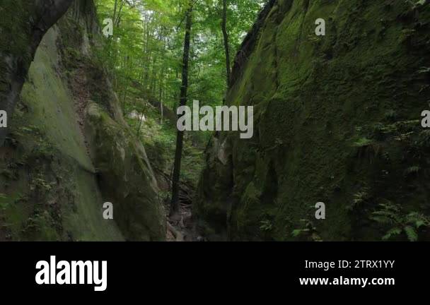 Wildlife in forest green trees Stock Videos & Footage - HD and 4K Video ...