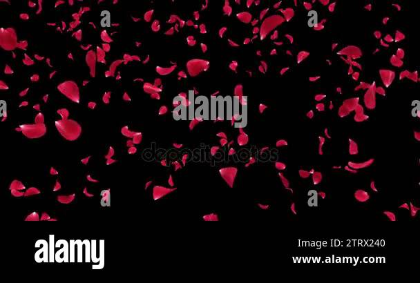Flying Romantic Red Rose Flower Petals Falling Background Alpha matte ...