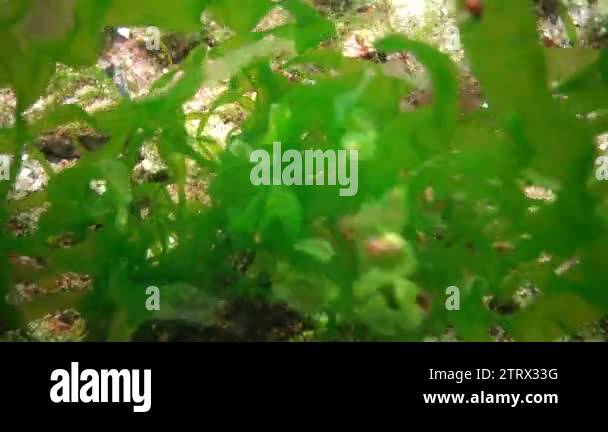 Enteromorpha (Ulva) intestinalis. Algae is heard at the bottom in the ...